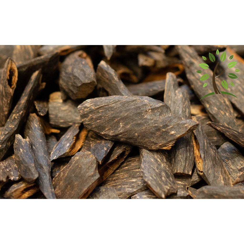 Berjaya Plant Nursery - Pokok Gaharu/Agarwood/沉香树(Pokok Tumbuhan Ubatan ...