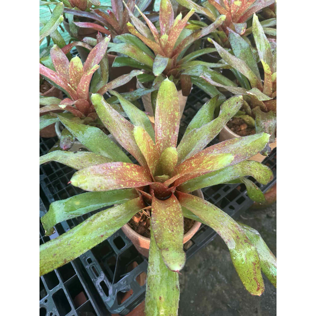 bromeliad kuku kuning (tahan panas) | Shopee Malaysia