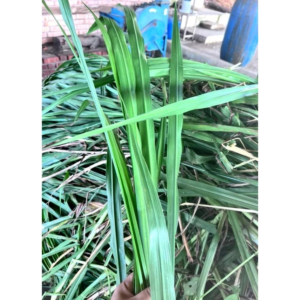 (DAUN SAHAJA) RUMPUT NAPIER SEGAR SESUAI UNTUK AYAM, ARNAB, GUINEA PIG ...