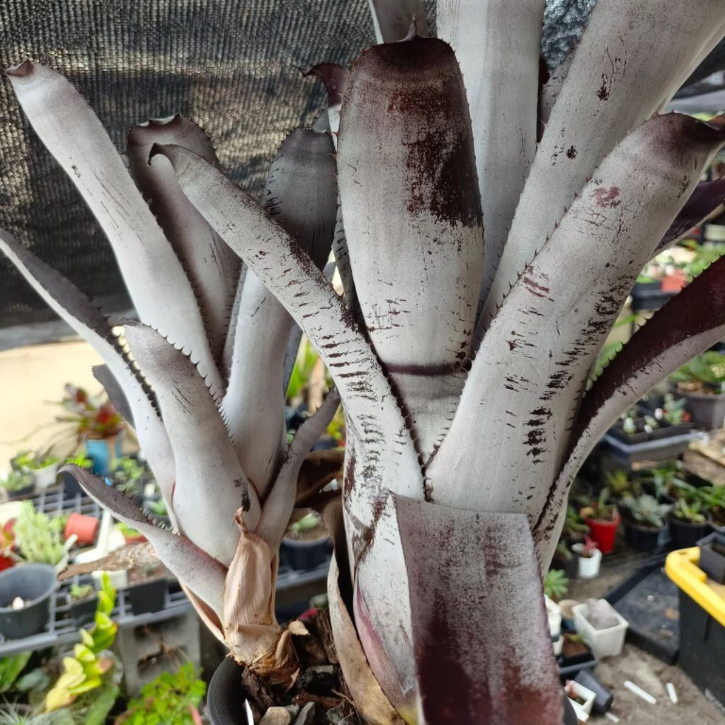 Bromeliad Aechmea Grey Ghost (Tahan Panas) | Shopee Malaysia
