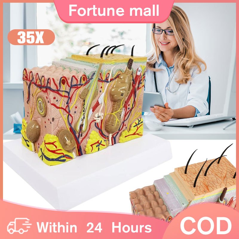 4D Human Skin Model Teaching Model For Science Medical Education For ...