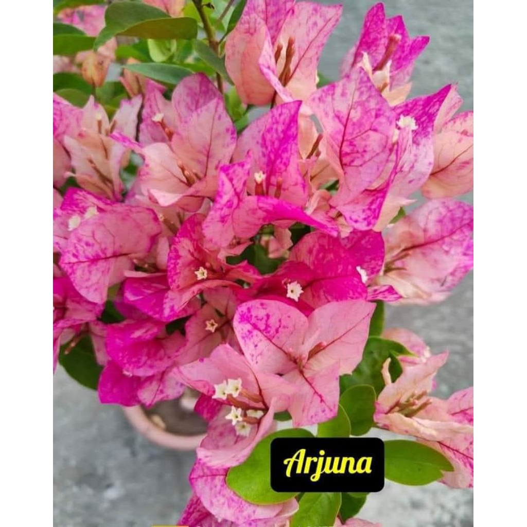 BUNGA KERTAS ARJUNA. | Shopee Malaysia