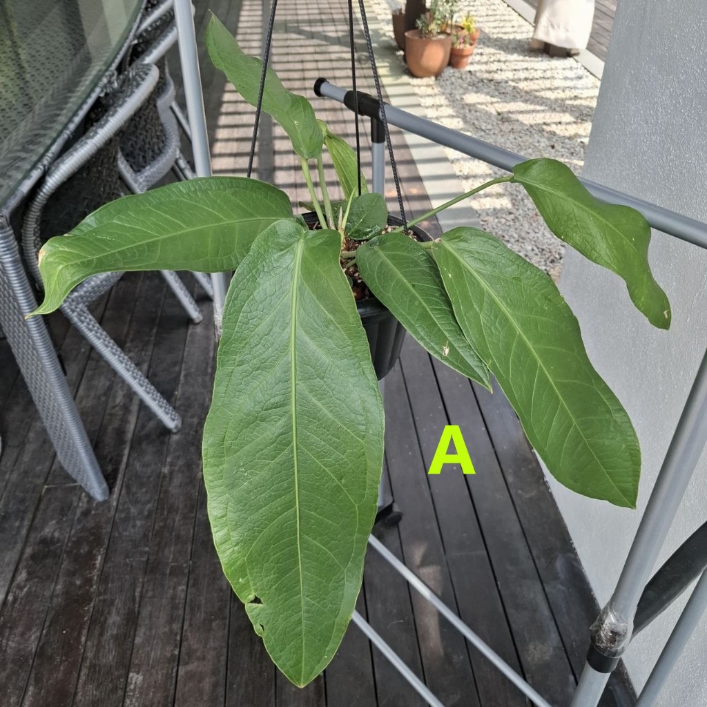 Anthurium Pendulifolium - Aroid Live Indoor Plant Pokok Tanaman Hiasan ...
