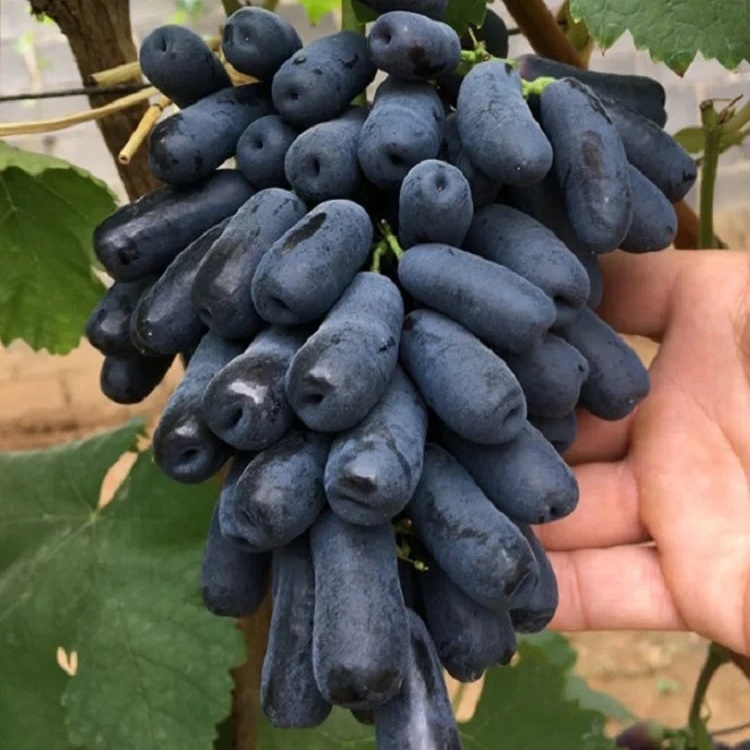 Anak Pokok Anggur Moon Drops Seedless | Shopee Malaysia