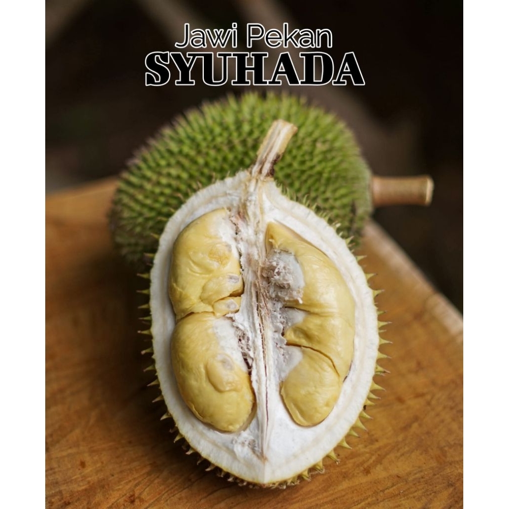 Pokok Durian Bunga Merah Jawi Pekan Syuhada🔥🔥🔥 | Shopee Malaysia