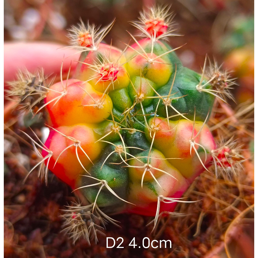 DAMSII VARIEGATED CACTUS (SOME HAVE SCAR/DEHYDRATED OFFSETS WILL FALL ...