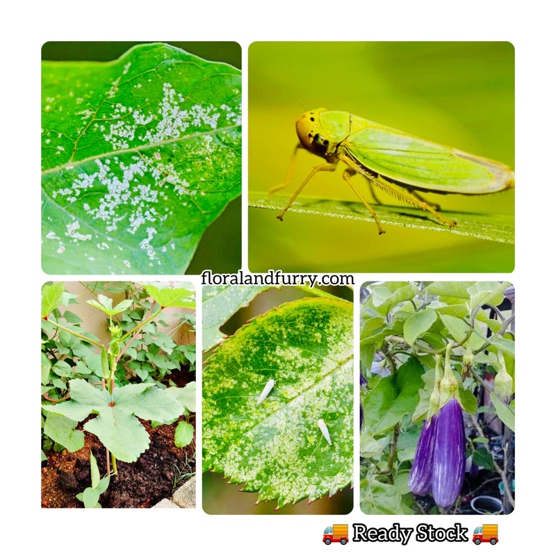 250g Binum 50WG Racun Serangga Lelompat Daun Pokok Terung Bendi Okra ...