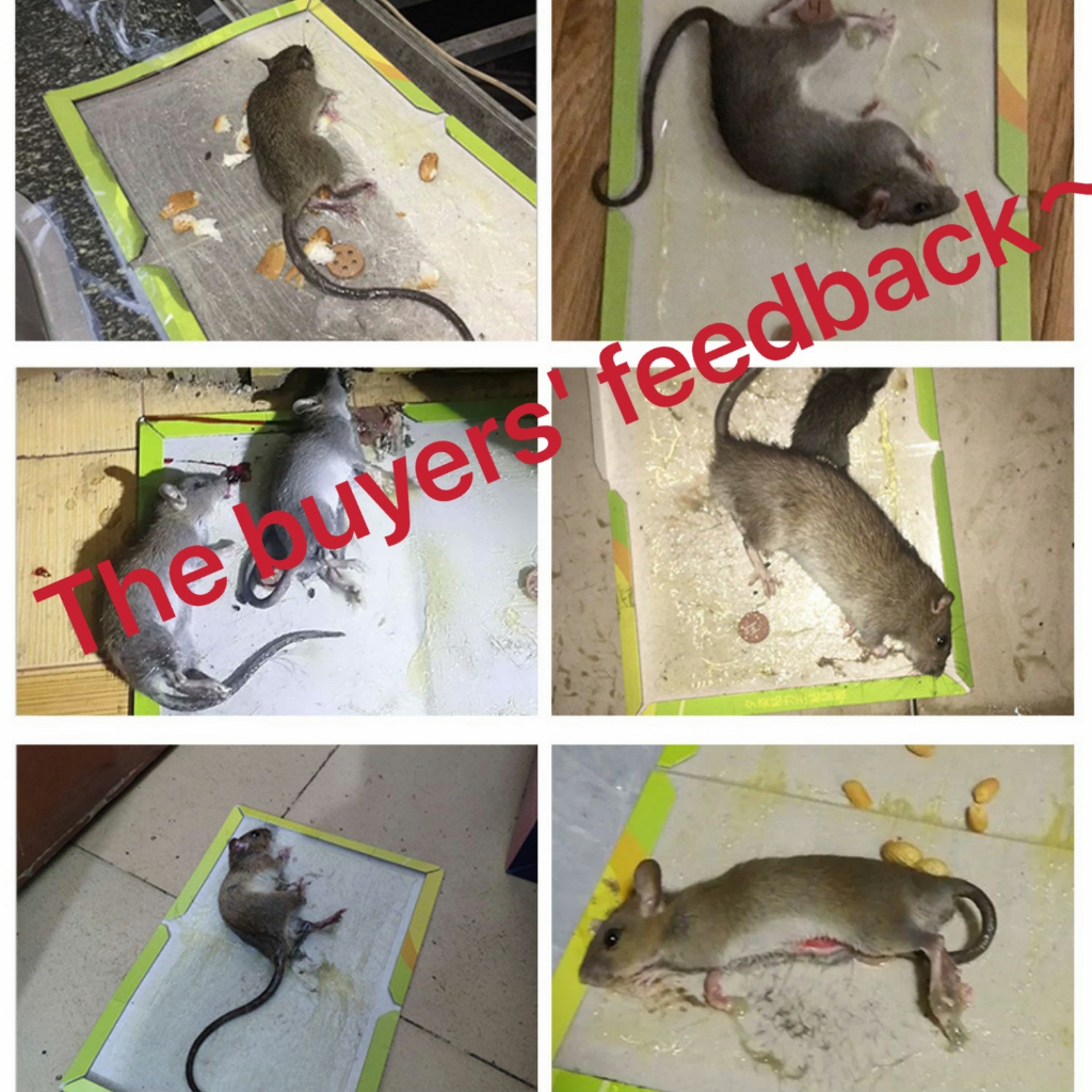 🔥BUY10 FREE 1🔥Strongly Adhesive Glue Perangkap Tikus Gam Tikus Glue ...