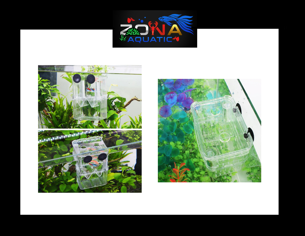 READY STOCK | AquariumIn Breeding Box | Fish Isolation Breeding ...