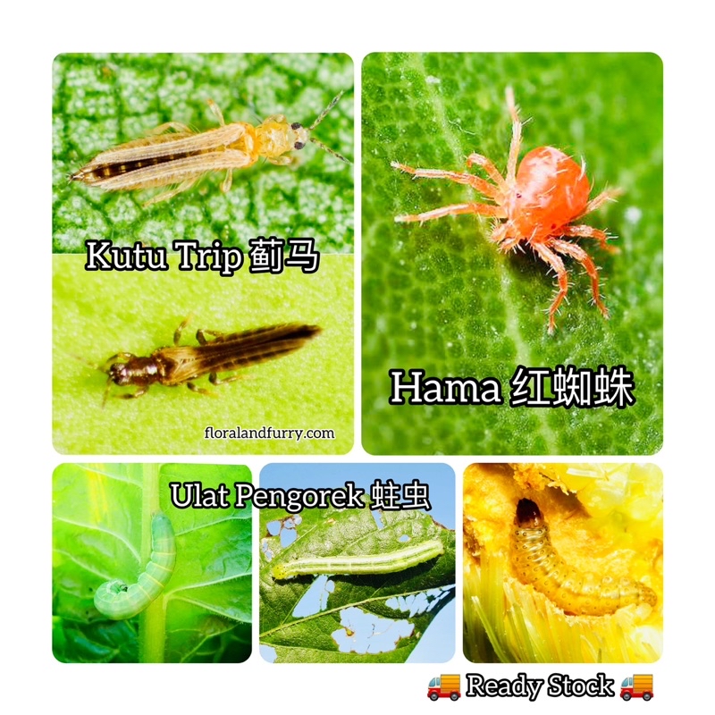 1L LINOTSU 10SC Chlorfenapyr 10% Racun Serangga Hama Merah Ulat ...