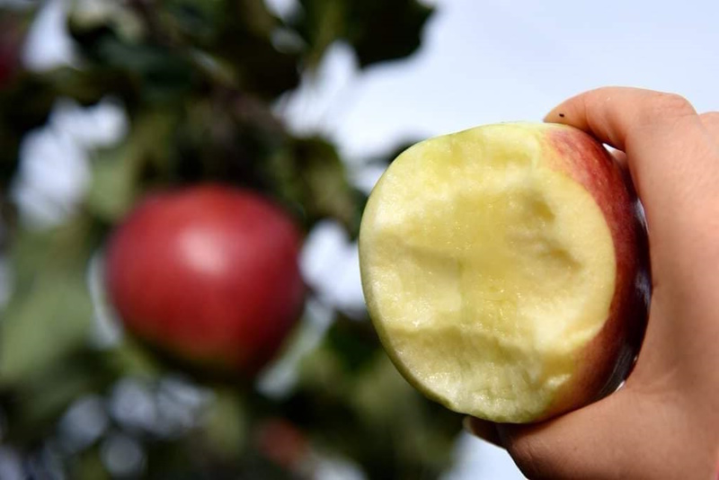 Anak Pokok Apple Red Gala | Shopee Malaysia