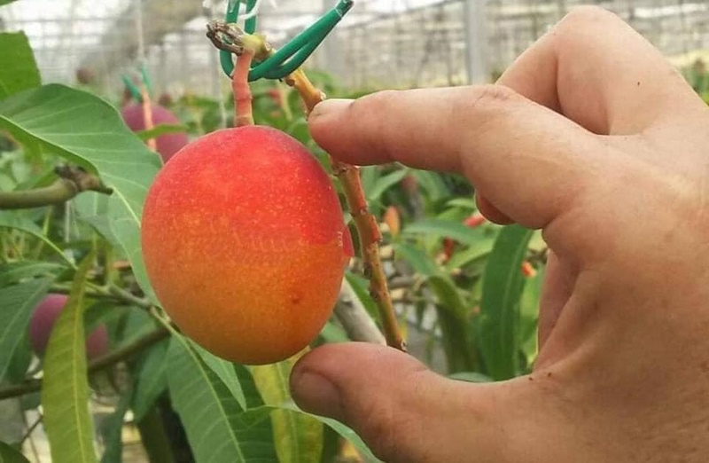 Anak Pokok Mangga San Lin (Mango) | Shopee Malaysia