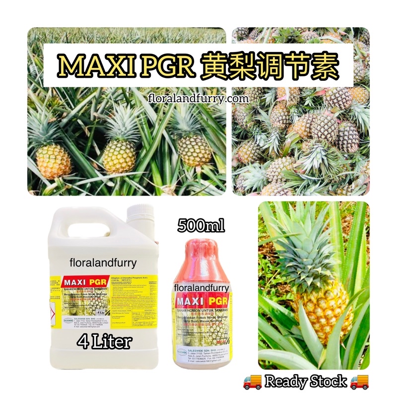 500ml 4L Maxi PGR Ethephon Hormon Nanas Pineapple Plant Growth Hormone ...
