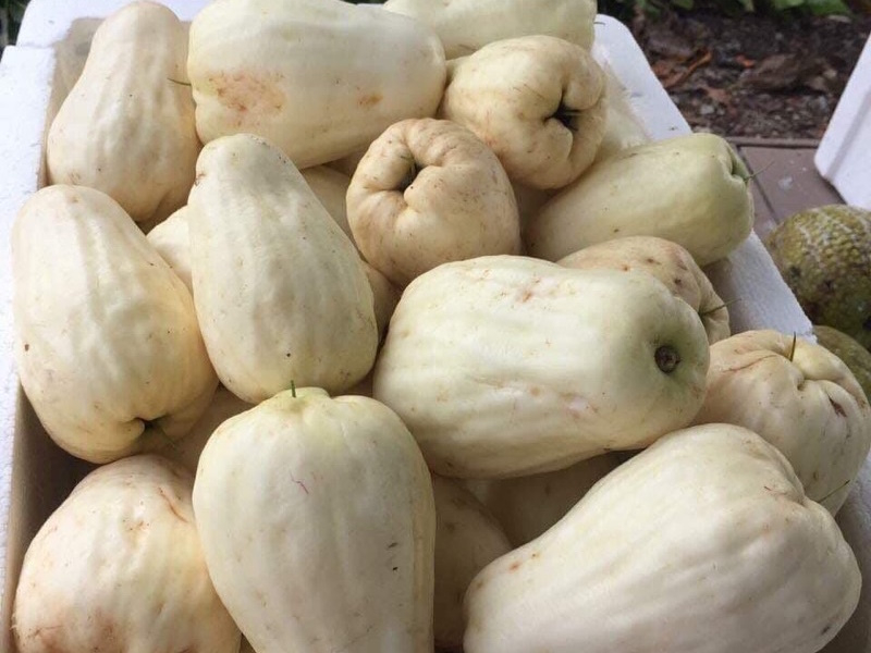 Anak Pokok Jambu Susu atau Jambu Botol atau Jambu Gelas | Shopee Malaysia