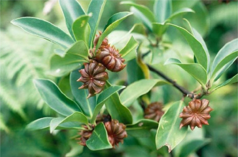 Anak Pokok Bunga Lawang | Shopee Malaysia