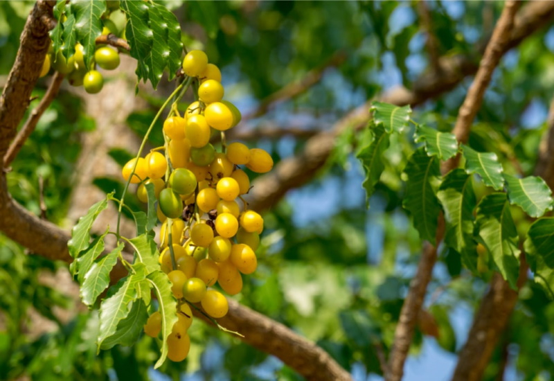 Anak Pokok Semambu aka Neem | Shopee Malaysia