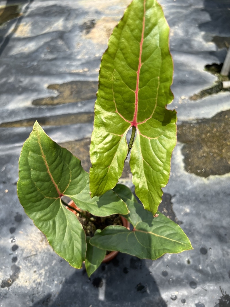 Cyrtosperma Johnstanii Keladi hutan liar Semi aquatic Indoor decorative ...