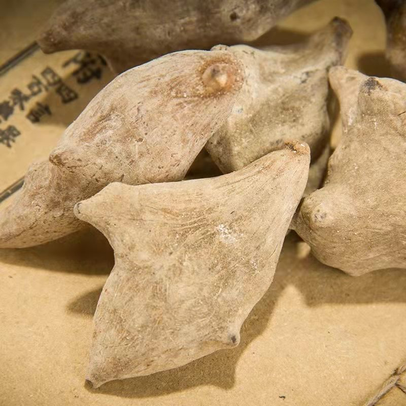 五倍子 棓子 Galla Chinensis 百虫仓 50G | Shopee Malaysia