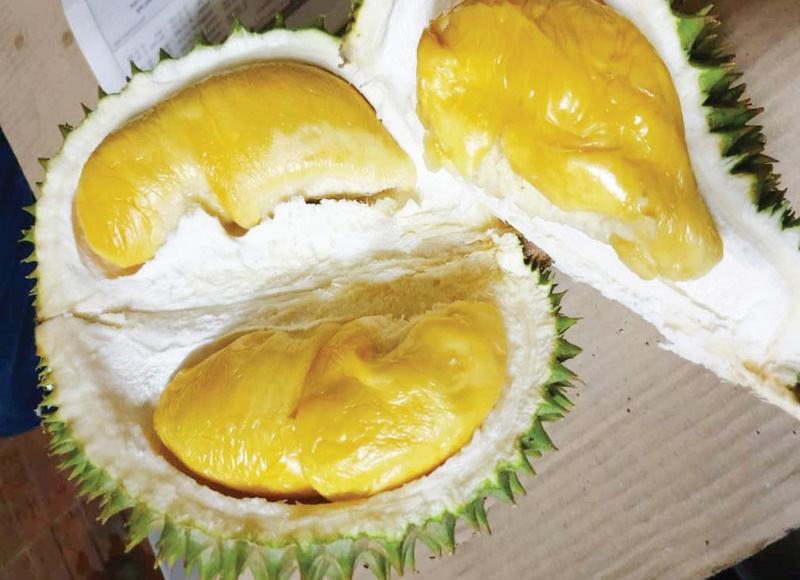 Anak Pokok Durian D145 (Beserah/Durian Hijau) | Shopee Malaysia