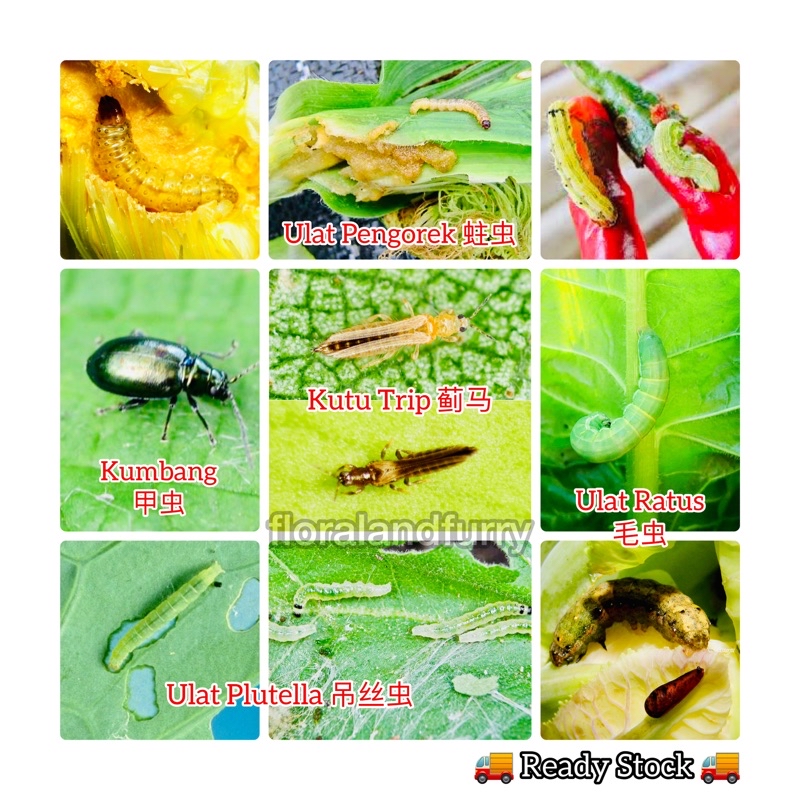 1L DELFORTE 280 Racun Serangga Sayur Pokok Racun Ulat Ratus Plutella Pengorek Batang Buah Kutu ...