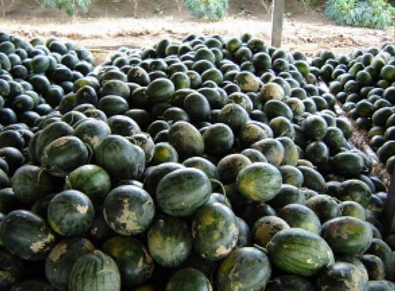 3 pcs Biji benih TEMBIKAI KINAREE C28 seeds watermelon | Shopee Malaysia