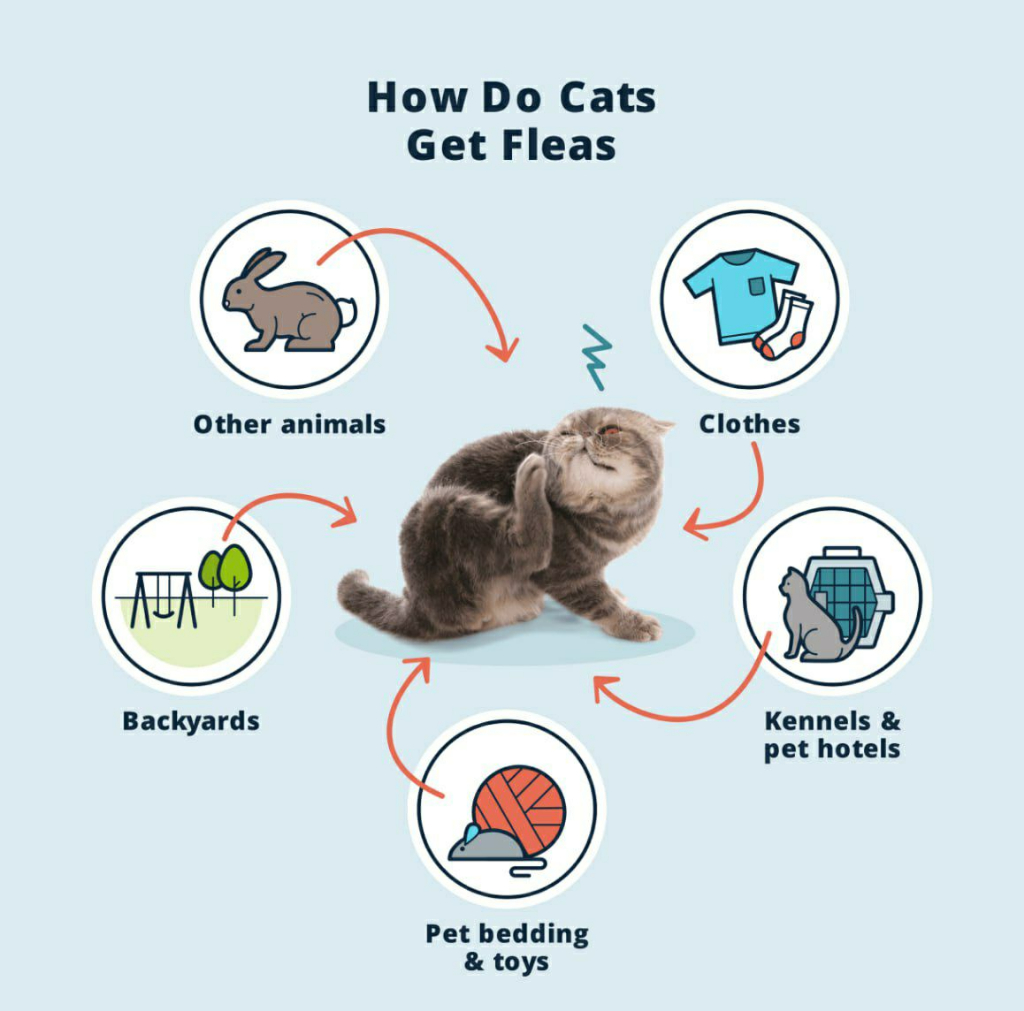 Ubat Kutu Kucing Spray Cacing Kurap Hama Telinga Mata Cat Flea Drop ...