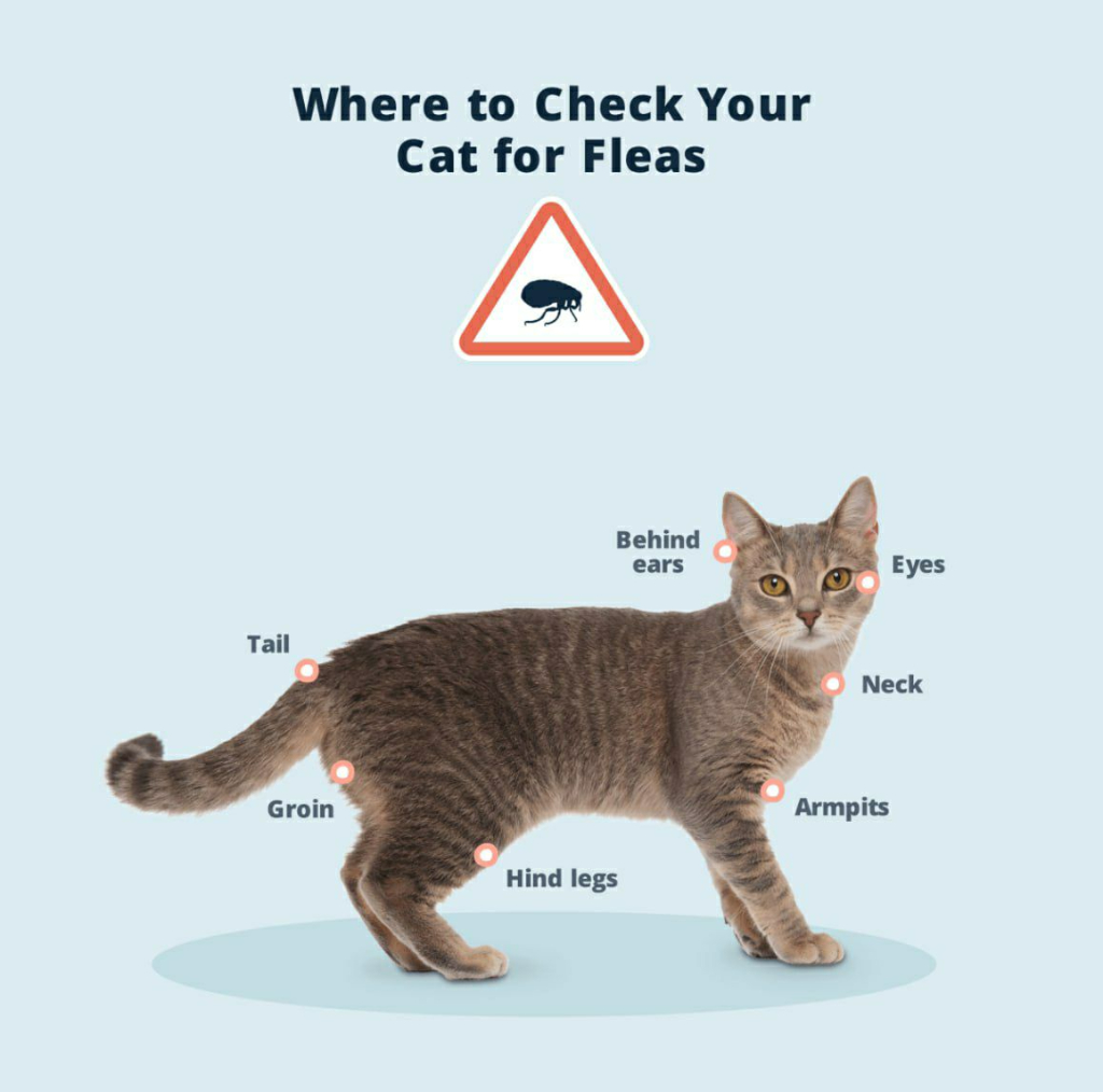 Ubat Kutu Kucing Spray Cacing Kurap Hama Telinga Mata Cat Flea Drop ...