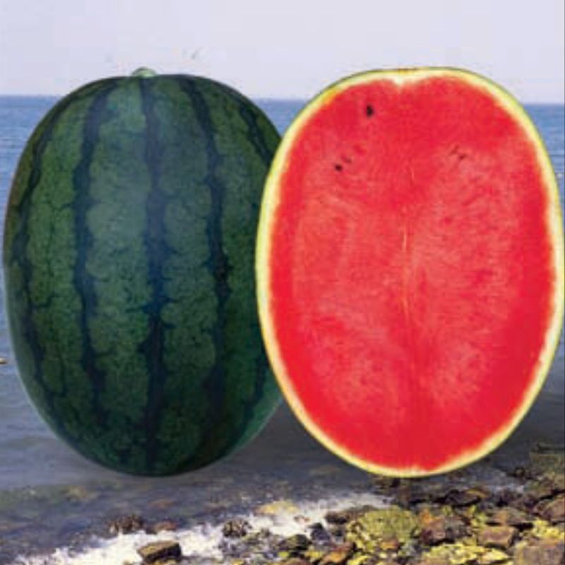 3 pcs Biji benih TEMBIKAI KINAREE C28 seeds watermelon | Shopee Malaysia