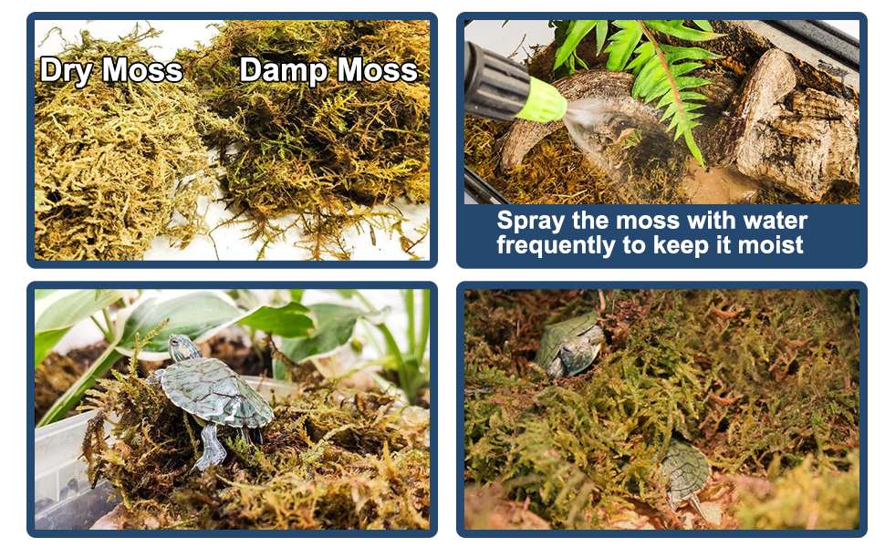 Forest Moss Dry Moss Turtle Tank Decoration Substrate 干苔藓爬宠造景 | Shopee ...