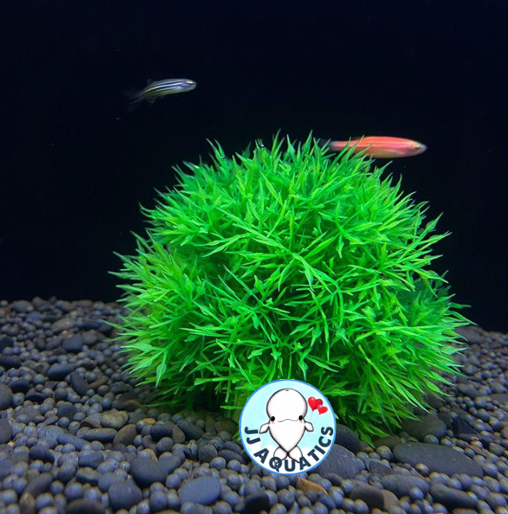 🔥Ready Stock 🔥Artificial Moss Fake Plant Round Moss Algae Landscaping ...