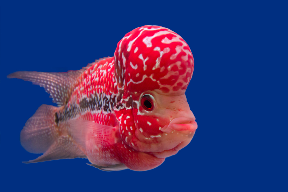 Aquarium Fish Turtle Tank Anti Escape Jumping Net Mesh Cover High ...