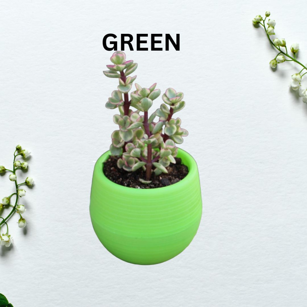 Mini Office Succulent Plant Pot Pasu Bunga Mini 7cm Diameter/ Tumbuhan ...