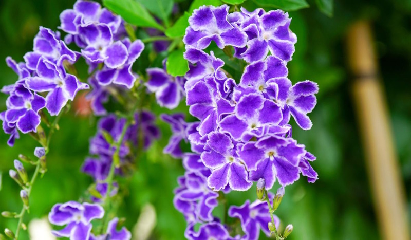 Anak Pokok Bunga Duranta | Shopee Malaysia