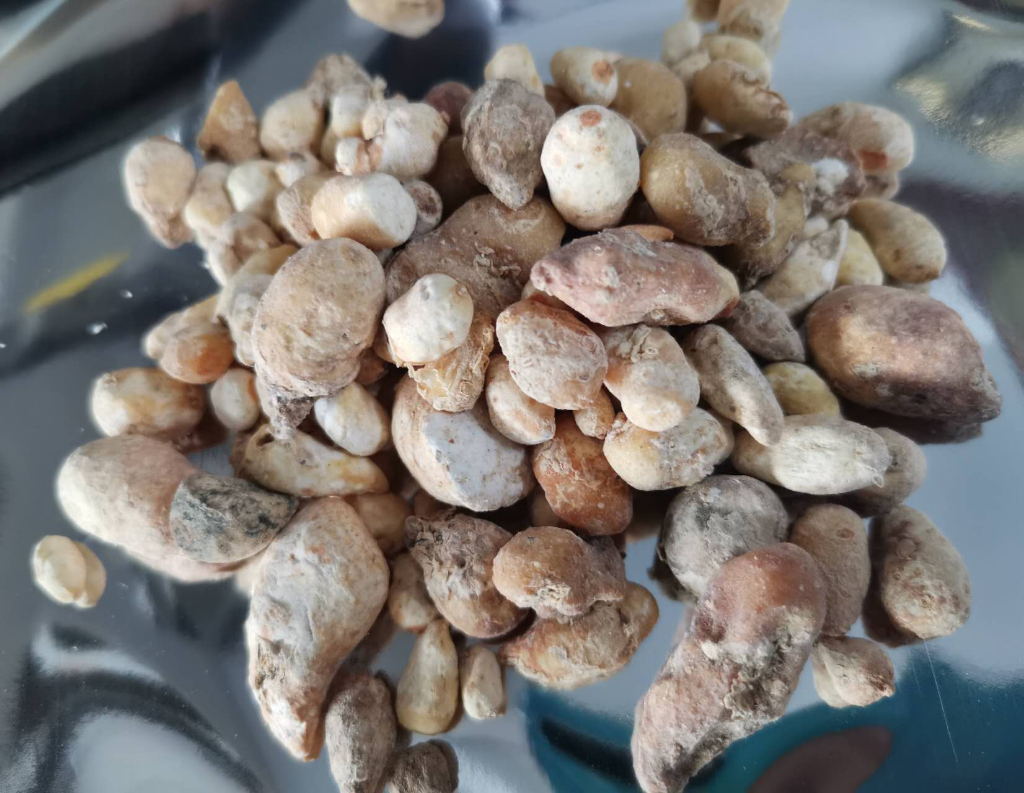 生半夏 外用 Raw Rhizoma Pinelliae 半夏外用 10G | Shopee Malaysia