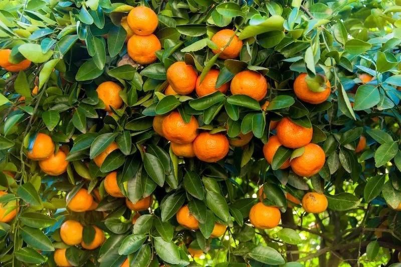 Anak Pokok Australia Mandarin Orange | Shopee Malaysia