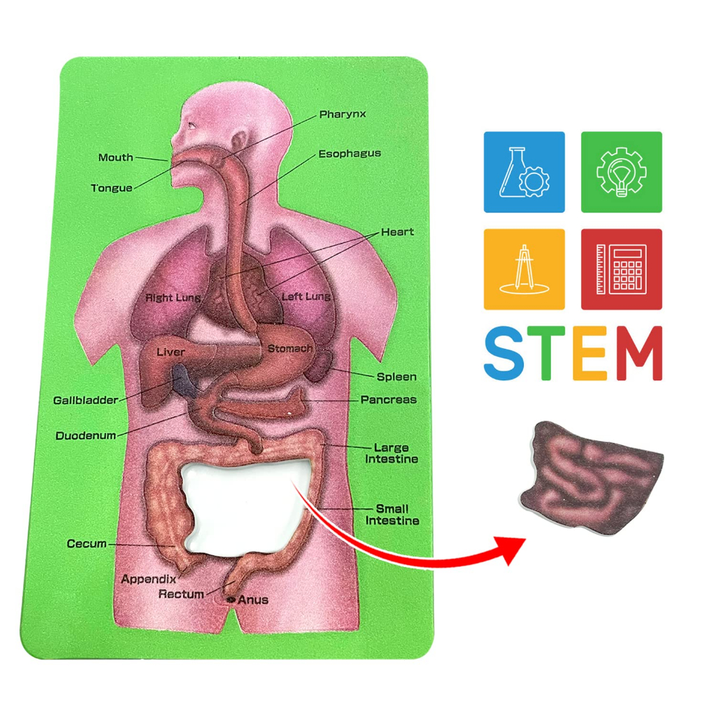 DIY 5 in 1 Human Body Anatomy Skeleton Organs Assembly STEM STEAM ...