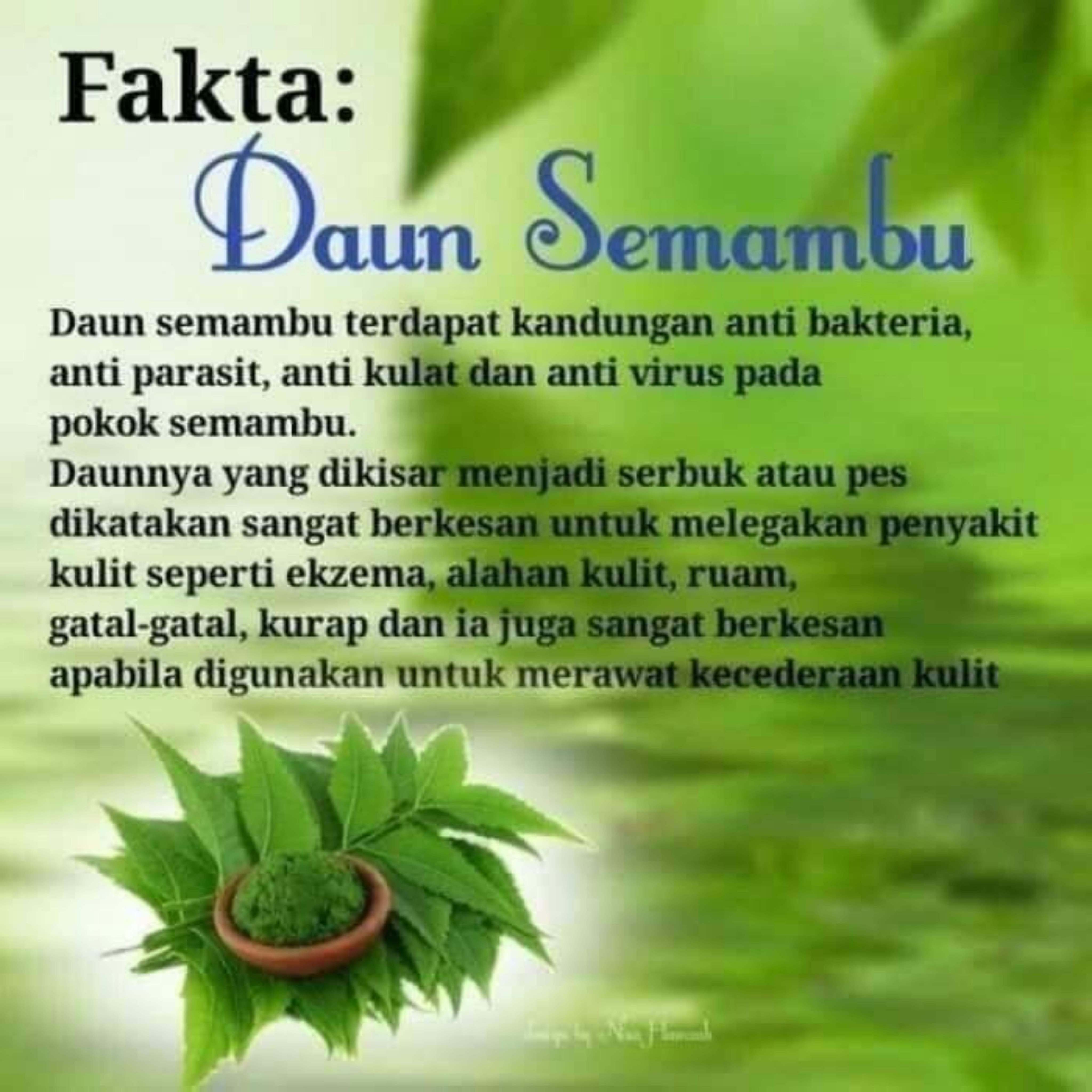 SET SEMAMBU SABUN SEMAMBU SUSUK MANJA LOSYEN SEMAMBU NEEM CHICKEN POX ...