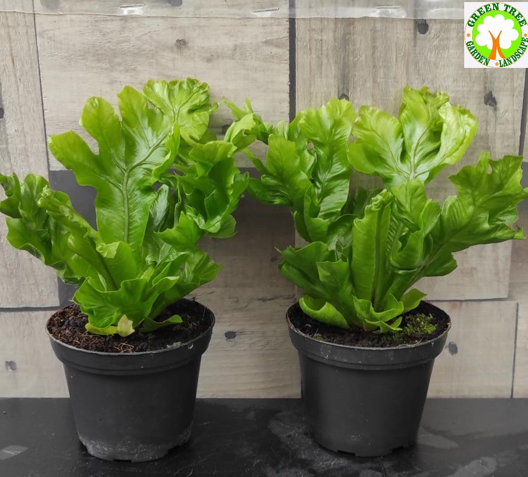 INDOOR PLANT-Asplenium varieties Crispy Wave火焰/ Antiquum 展叶/Crissie ...