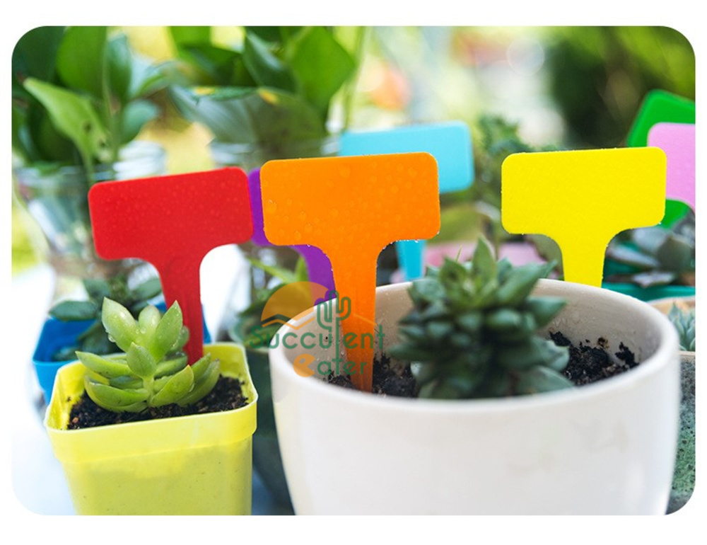 Plant Label Tag 6x10cm Garden Plant Flower Label Tag Nursery Thick T ...