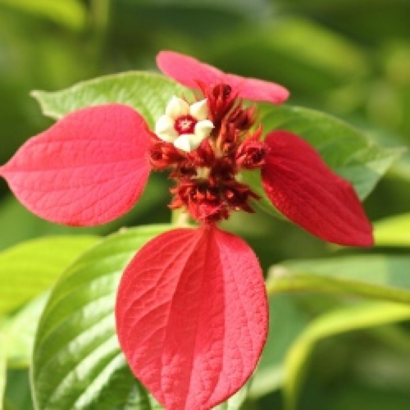 (GG real plant)mussaenda ^ bunga janda kaya putih mussaenda dona pokok ...