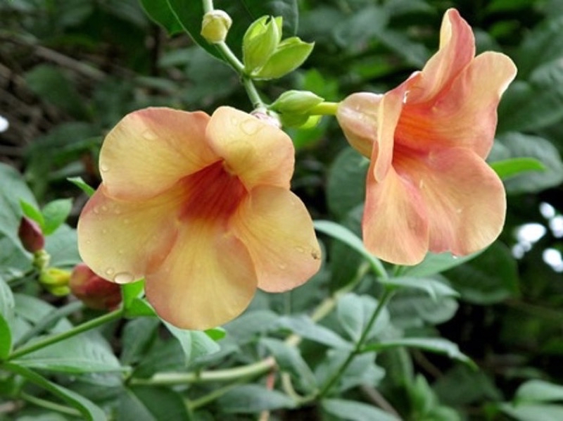 (GG real plant) allamanda orange ^ pokok bunga hidup hiasan rumah luar ...