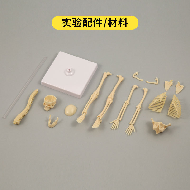 DIY 5 in 1 Human Body Anatomy Skeleton Organs Assembly STEM STEAM ...