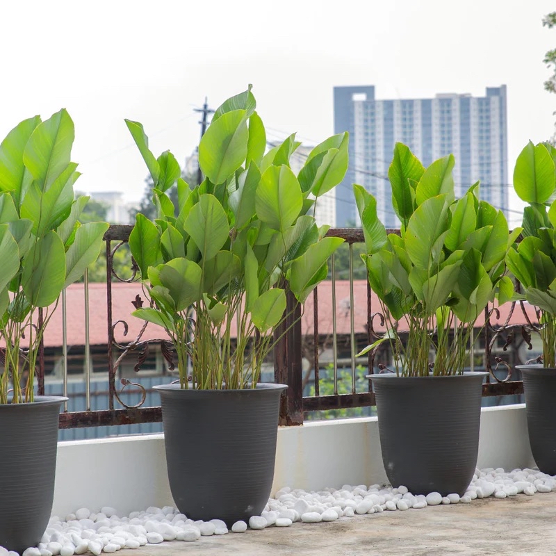 (GG real plant) Thaumatococcus daniellii ^ pokok hidup hiasan rumah ...