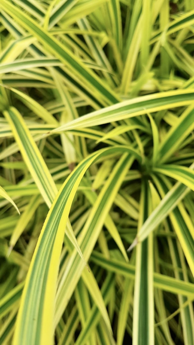 (GG real plant) pandan kuning pokok hidup hiasan luar rumah live ...