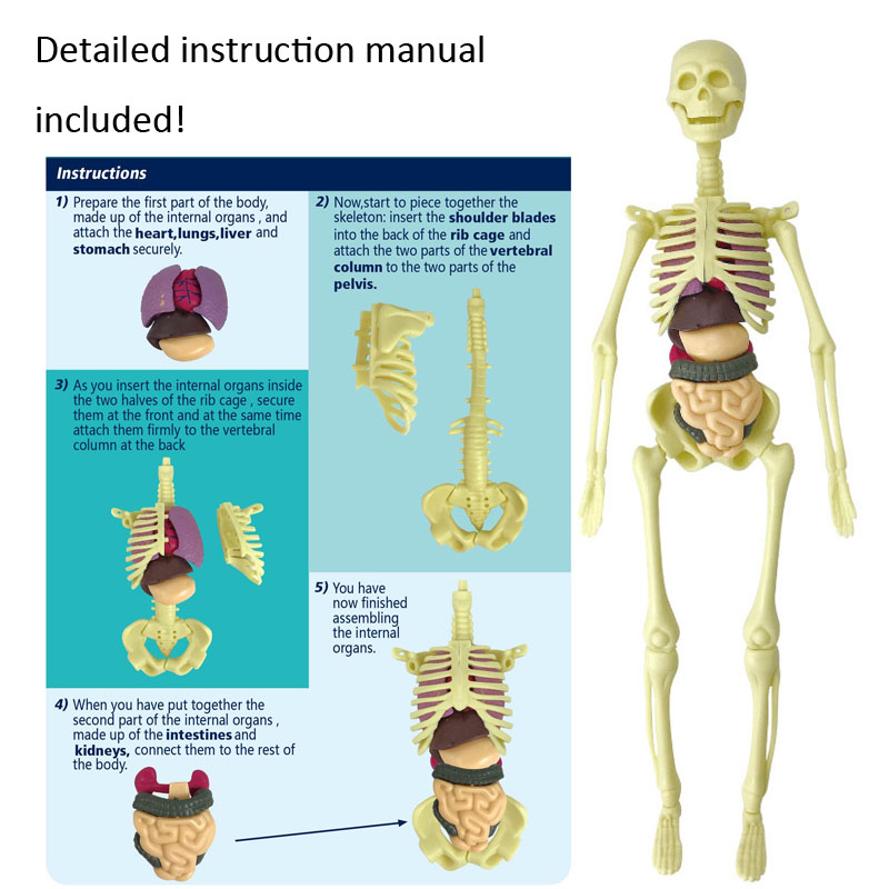Human Body Anatomy Skeleton & Organ DIY Assembly STEM STEAM Science ...