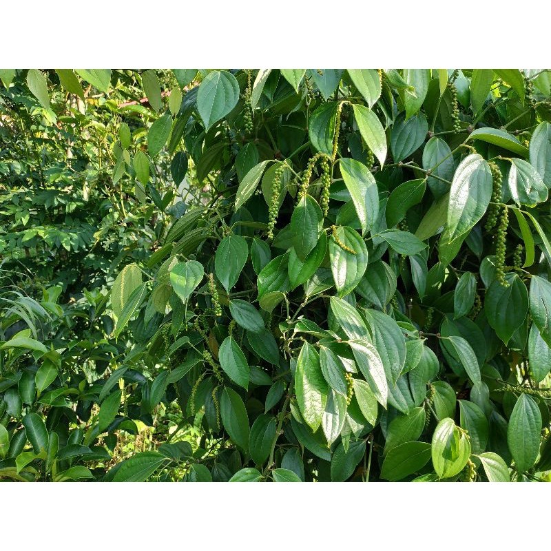 (GG real plant) anak pokok lada hitam ^ black pepper cepat berbuah ...