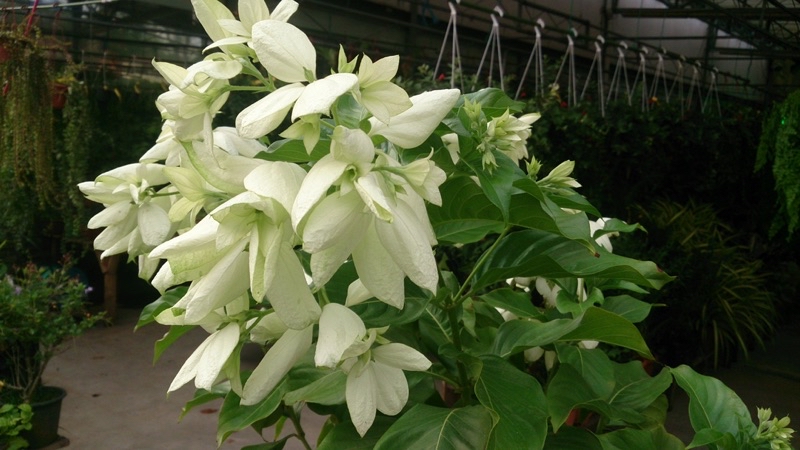 (GG real plant)mussaenda ^ bunga janda kaya putih mussaenda dona pokok ...