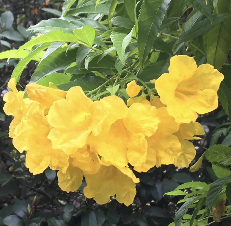 (GG real plant) cyananthus flavus bunga kuning ^ tecoma stans orange ...