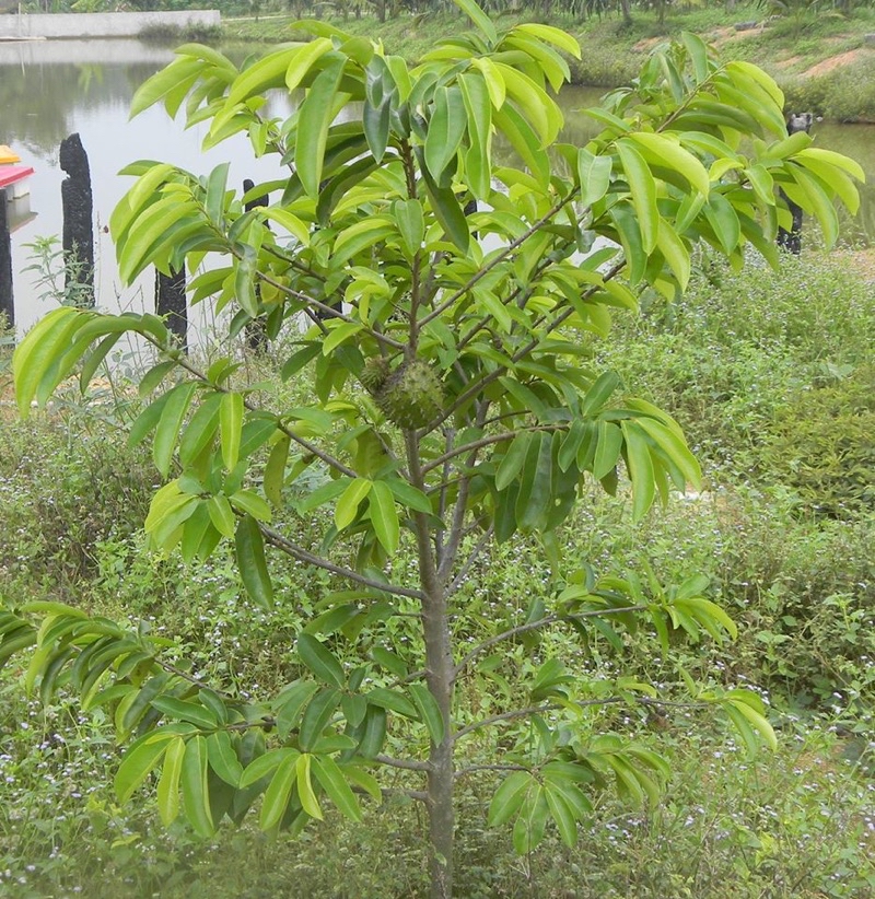 (GG real plant) anak pokok durian belanda ^ cepat berbuah premium top ...