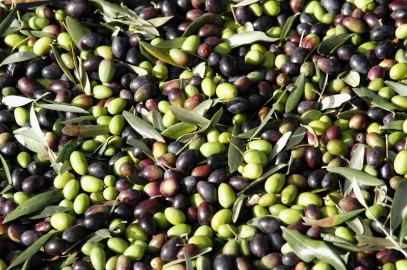 Anak Pokok Zaitun/Olive | Shopee Malaysia